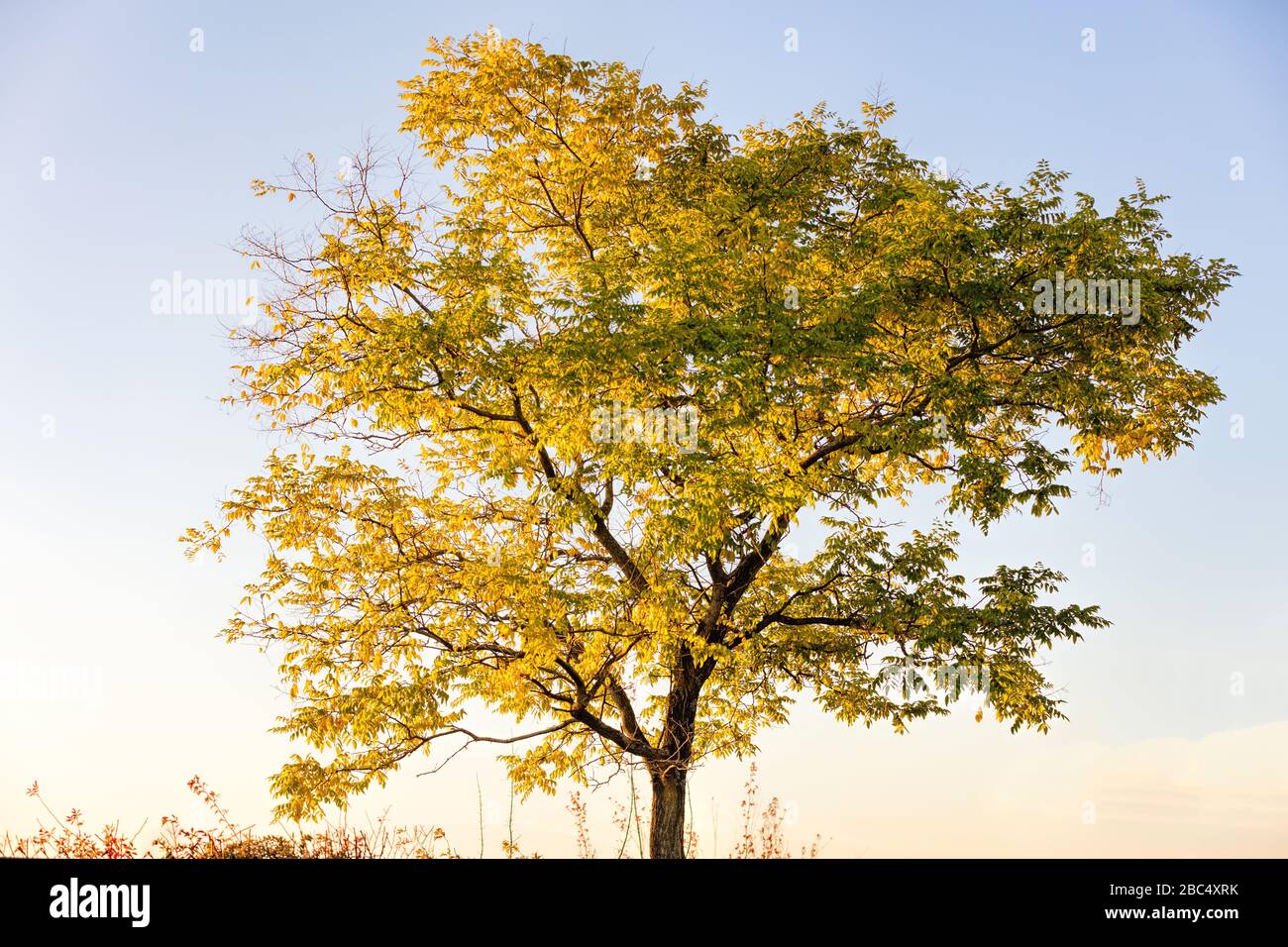 Large yellow tree during the fall Stock Photo - Alamy