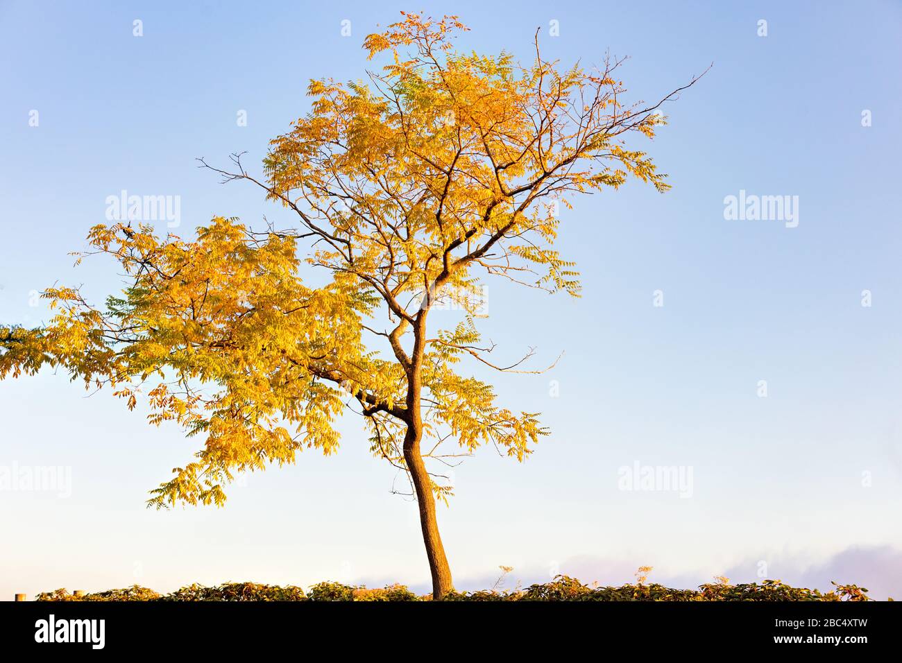 Tree standing alone hi-res stock photography and images - Alamy