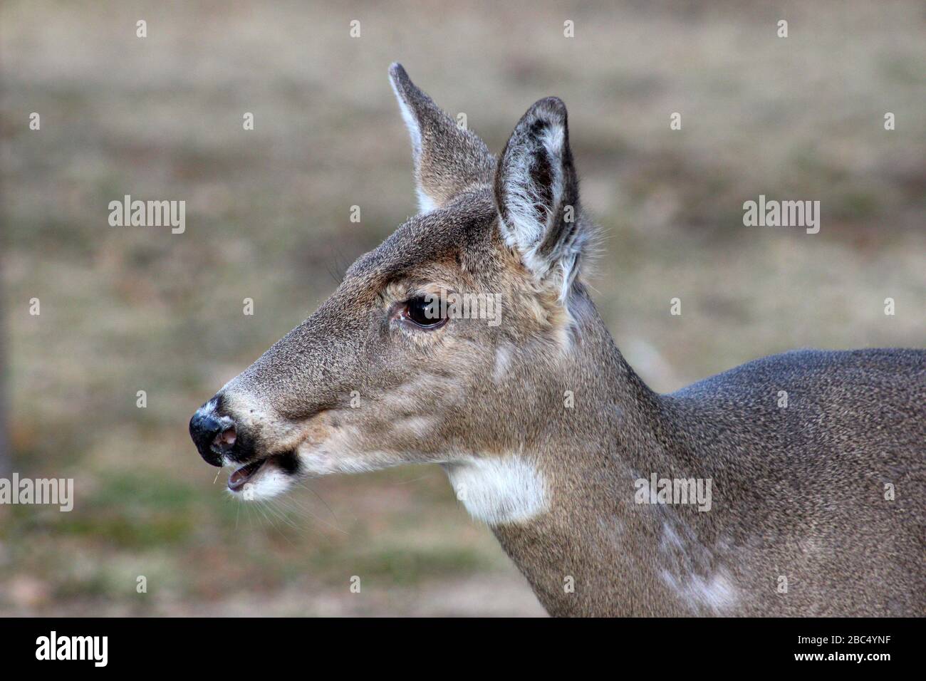 A Close Profile Of A Doe Stock Photo - Alamy