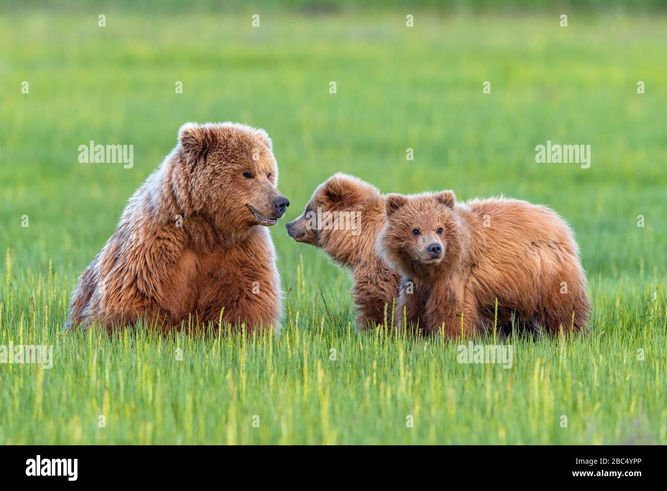 Two sitting bears hi-res stock photography and images - Alamy