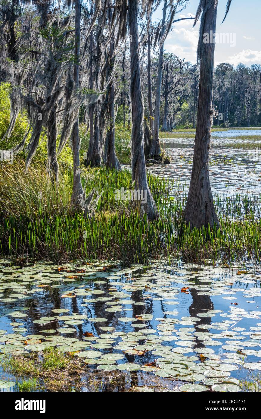 Green swamp area of critical state concern hi-res stock photography and ...