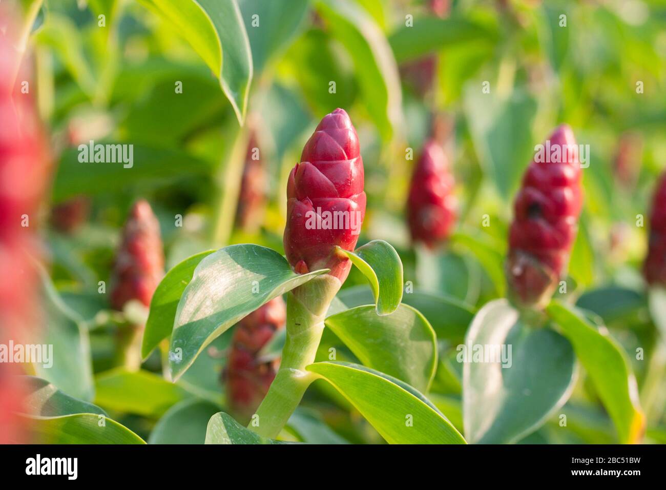 Medicinal plant of Thailand Stock Photo - Alamy