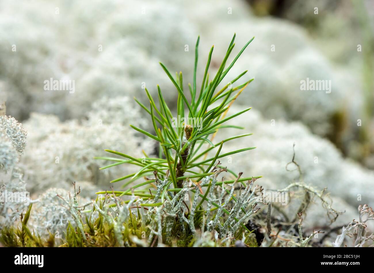A young sapling of spruce grows in the ground. Small coniferous tree ...