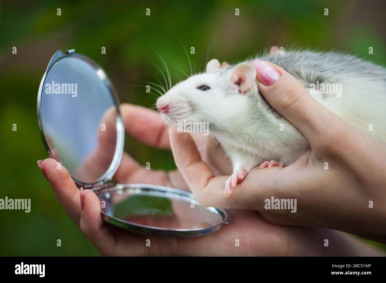 Cute rat, symbol of 2020, looks in the mirror Stock Photo - Alamy
