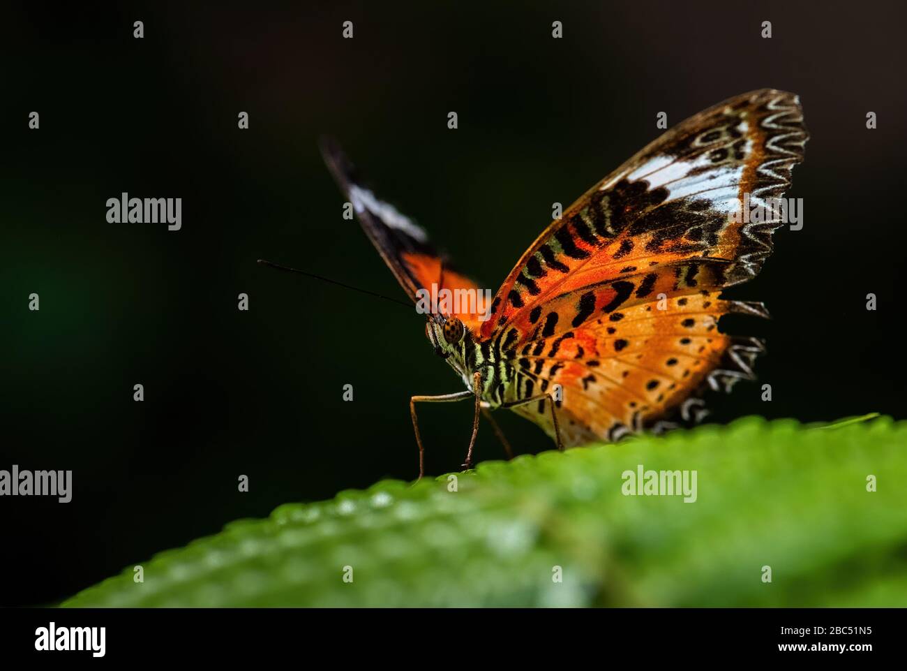 Leopard Lacewing - Cethosia cyane, beautiful orange and red butterfly ...