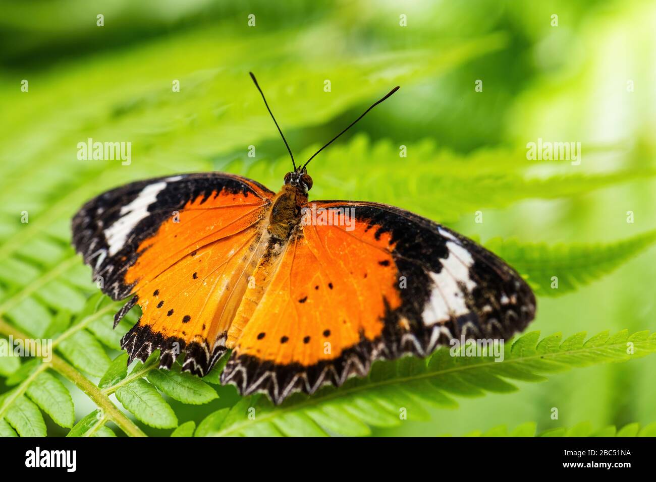 Leopard Lacewing - Cethosia cyane, beautiful orange and red butterfly ...