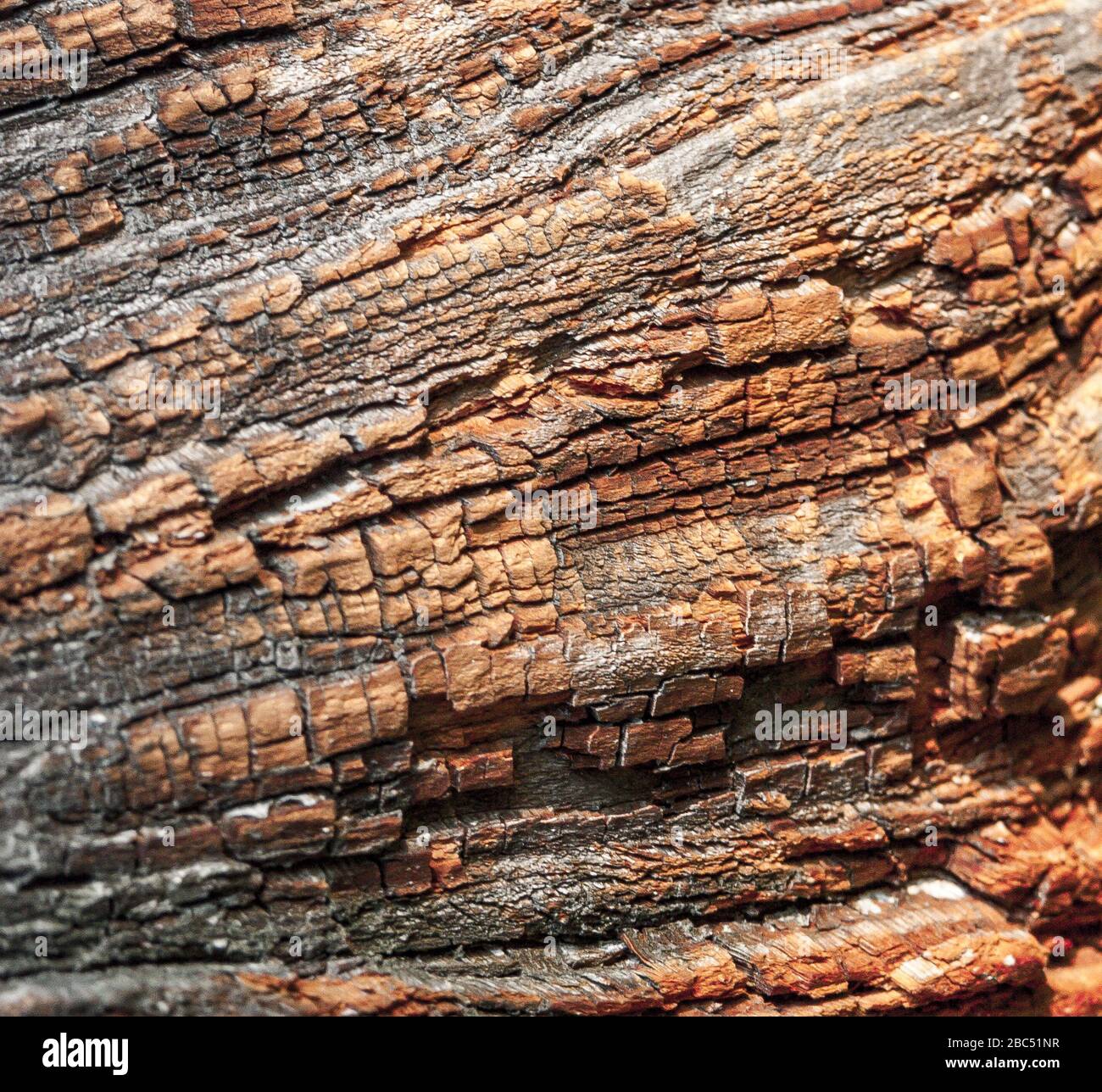 Detail of red oak Bark eroded by time, tree of a centuries-old park ...
