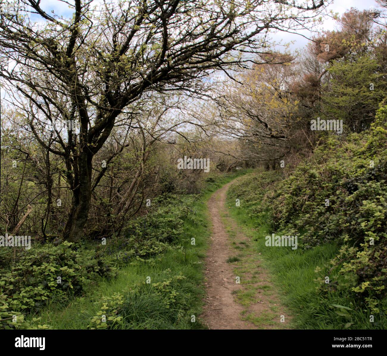 Section of the Southwest coastal path in Briport, behind Golden Cap ...