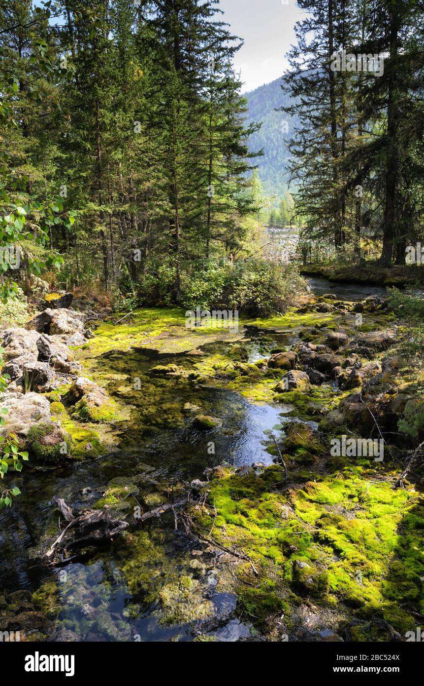 On the shore of a mountain river, stones, hummocks and forest. sunny ...