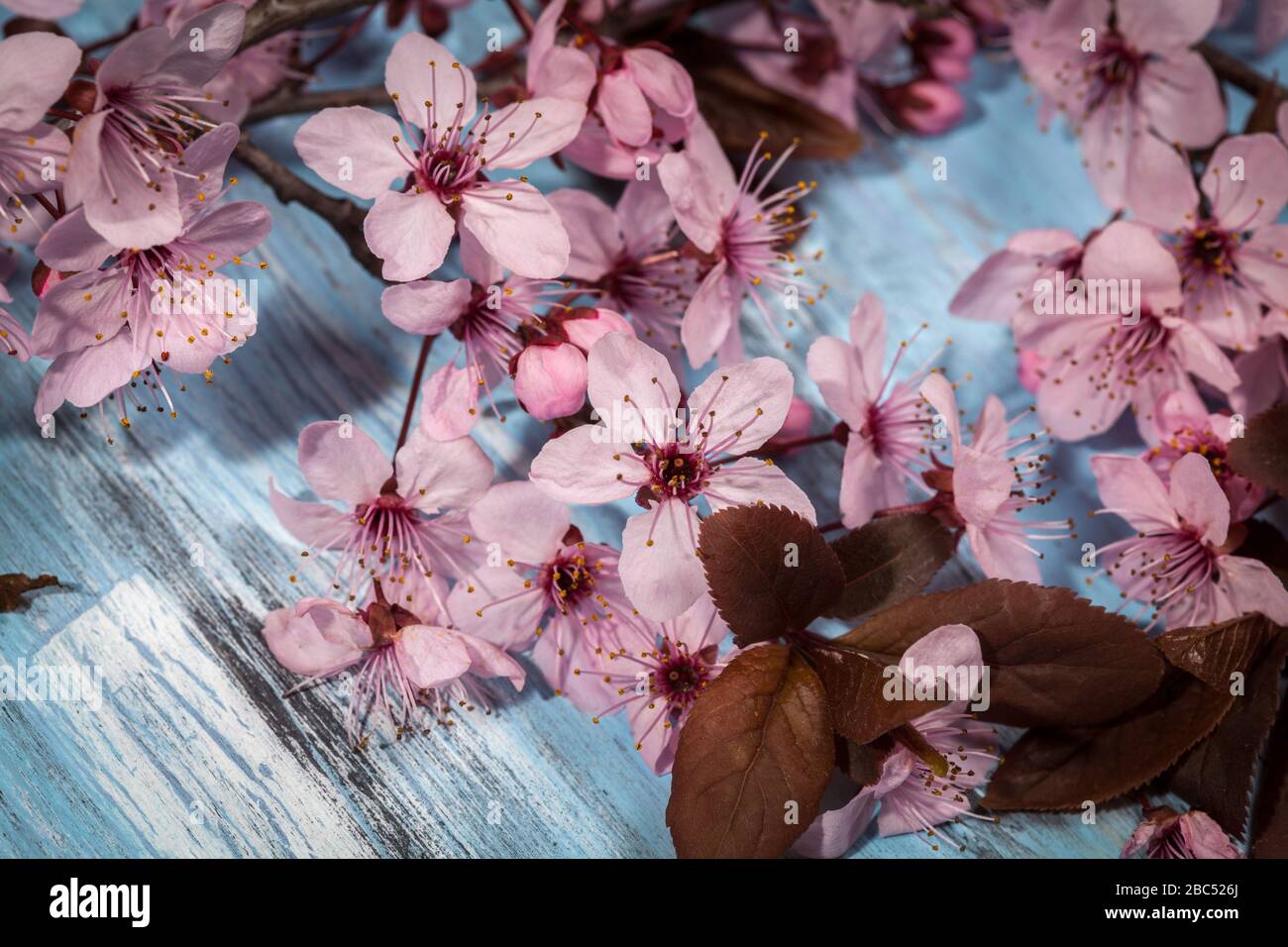 Spring Cherry blossoms picture Stock Photo - Alamy