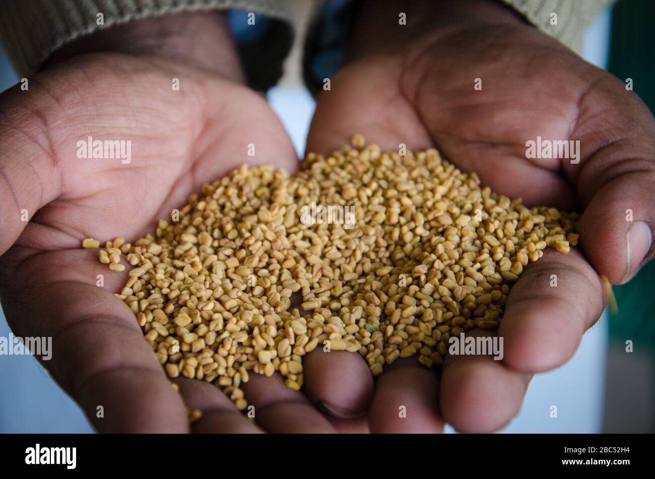 Fenugreek seeds at an seeds distribution company in Lahore, Pakistan ...