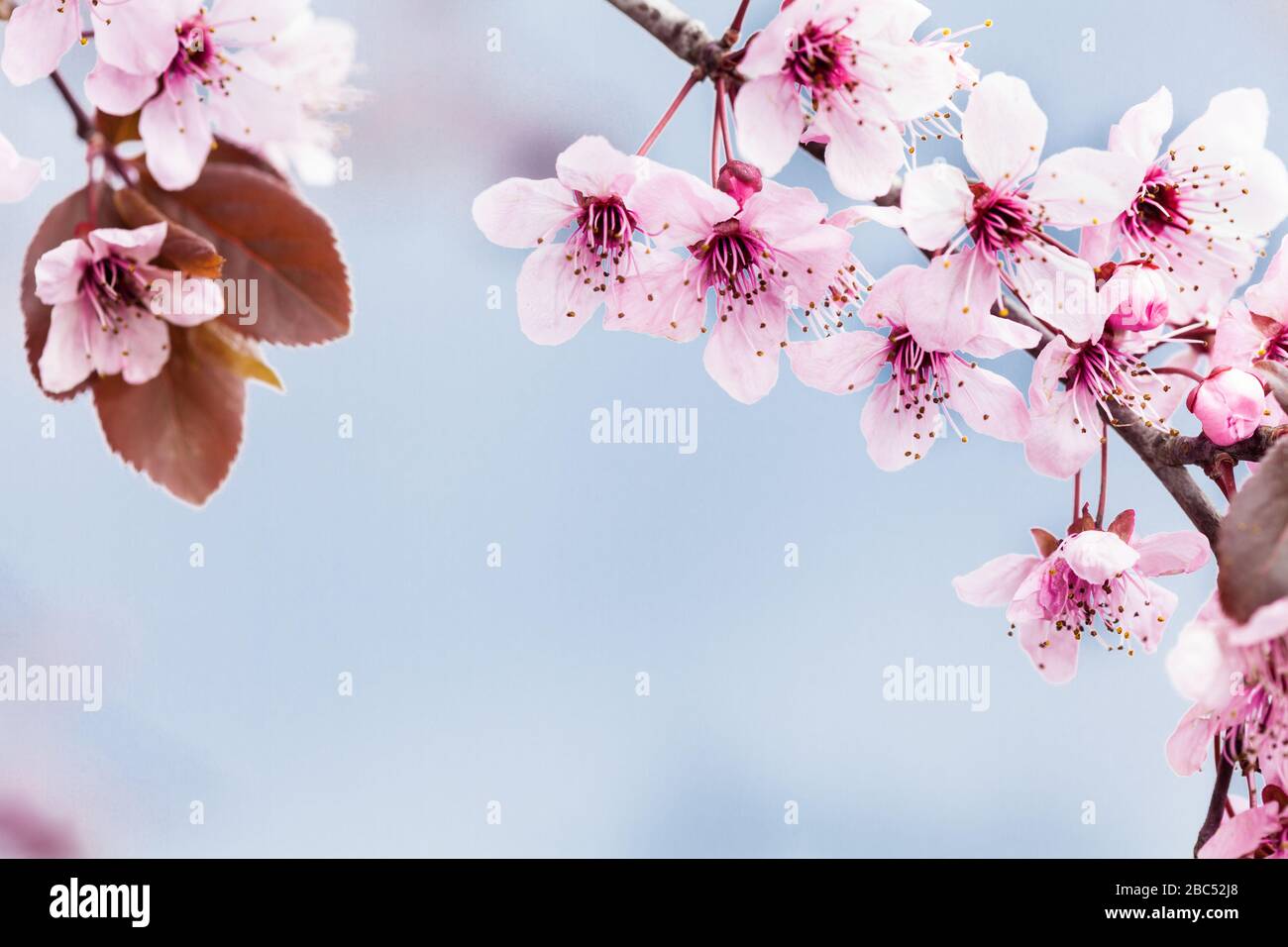 Spring Cherry blossoms picture Stock Photo - Alamy