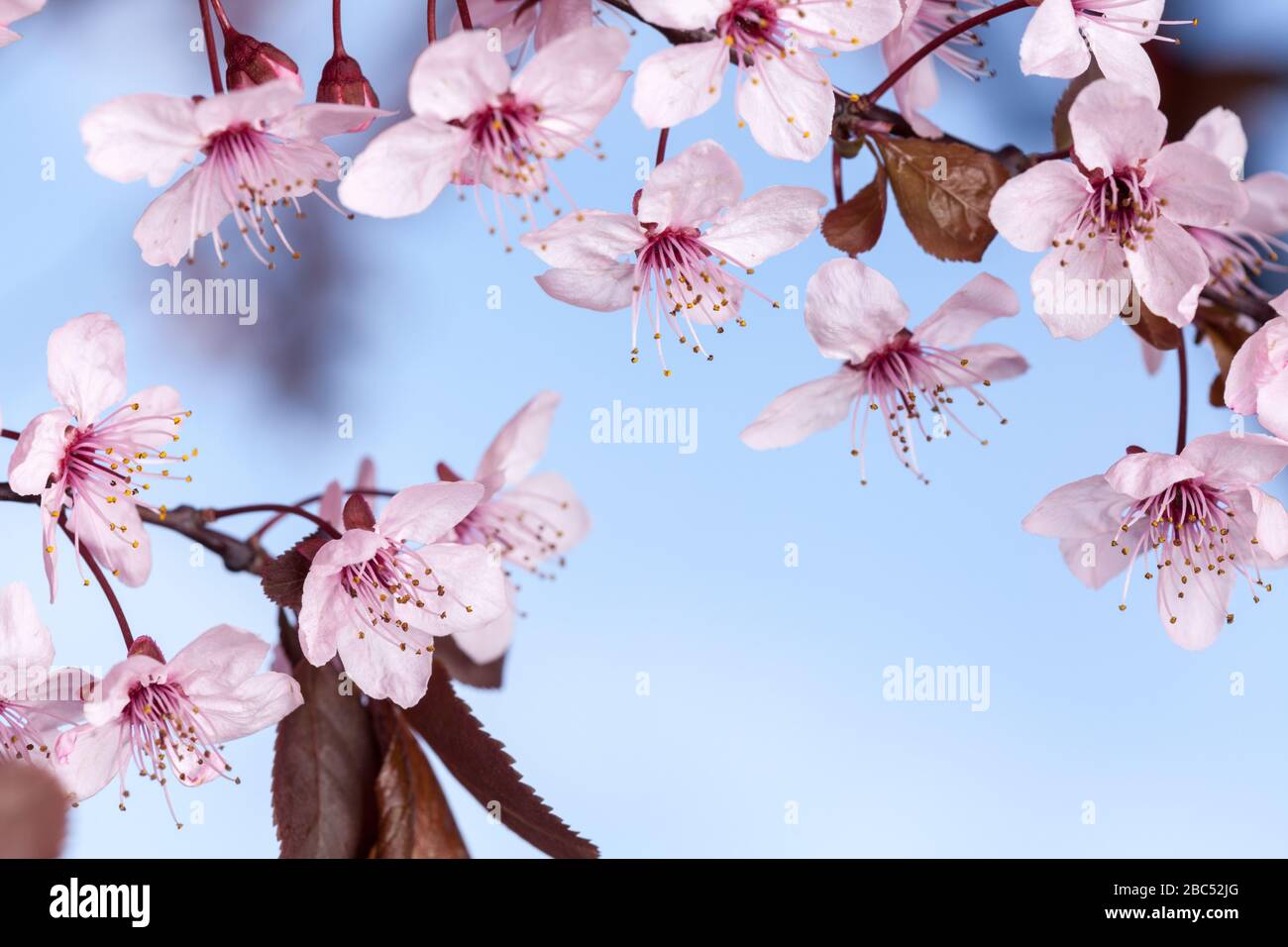 Spring Cherry blossoms picture Stock Photo - Alamy
