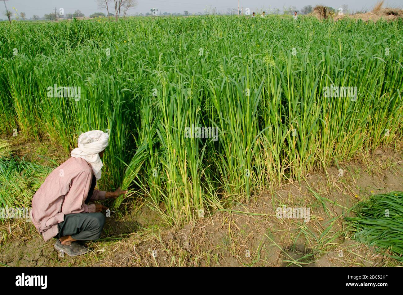 Silage Cutter High Resolution Stock Photography and Images - Alamy
