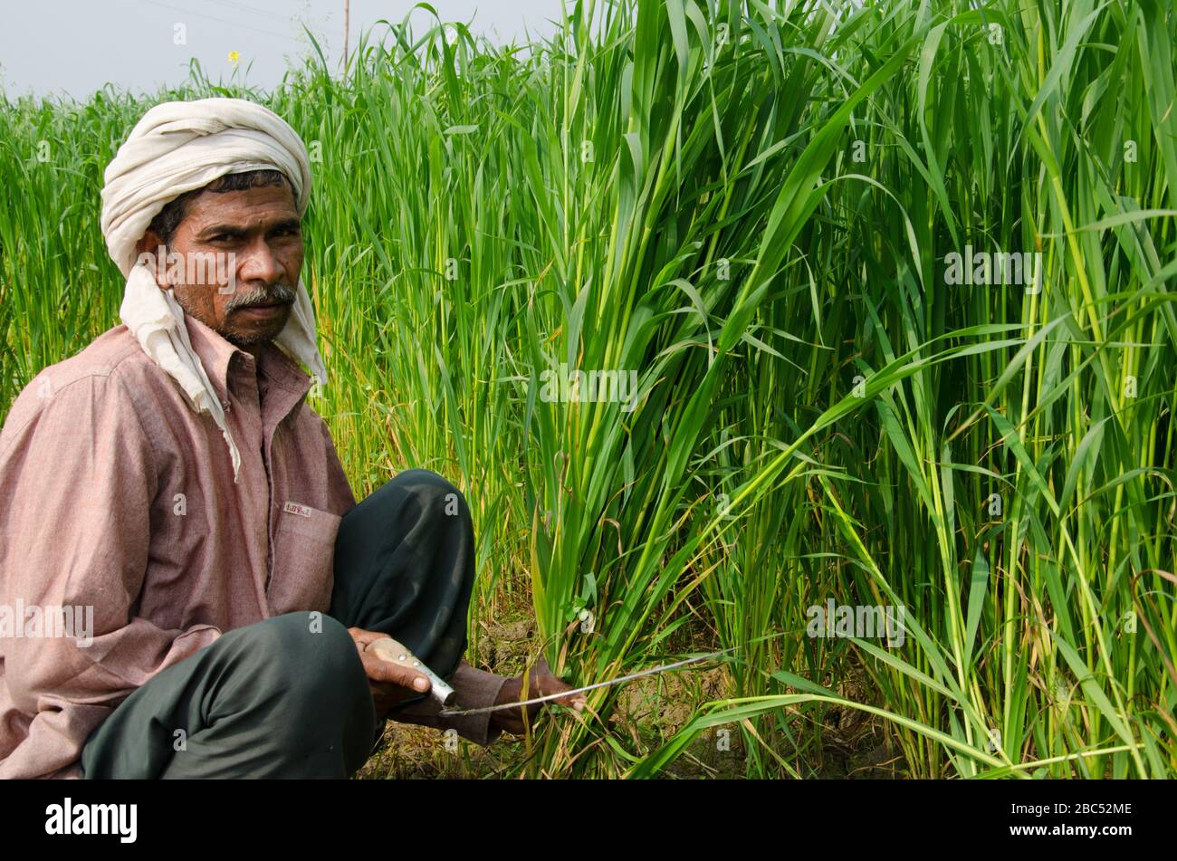 Silage cutter hi-res stock photography and images - Alamy