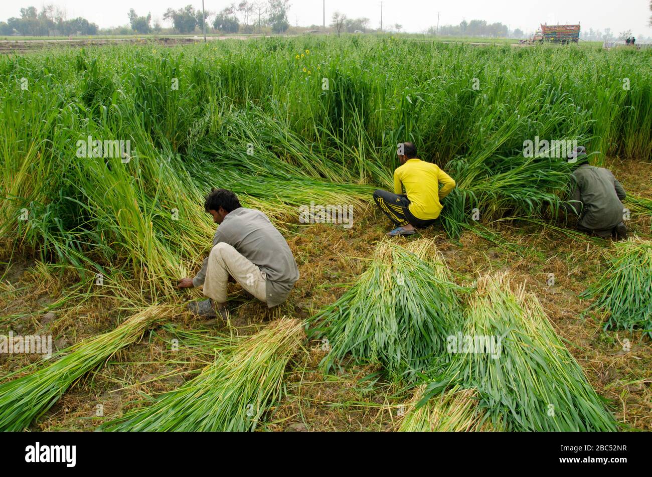 Women pakistan working hi-res stock photography and images - Alamy