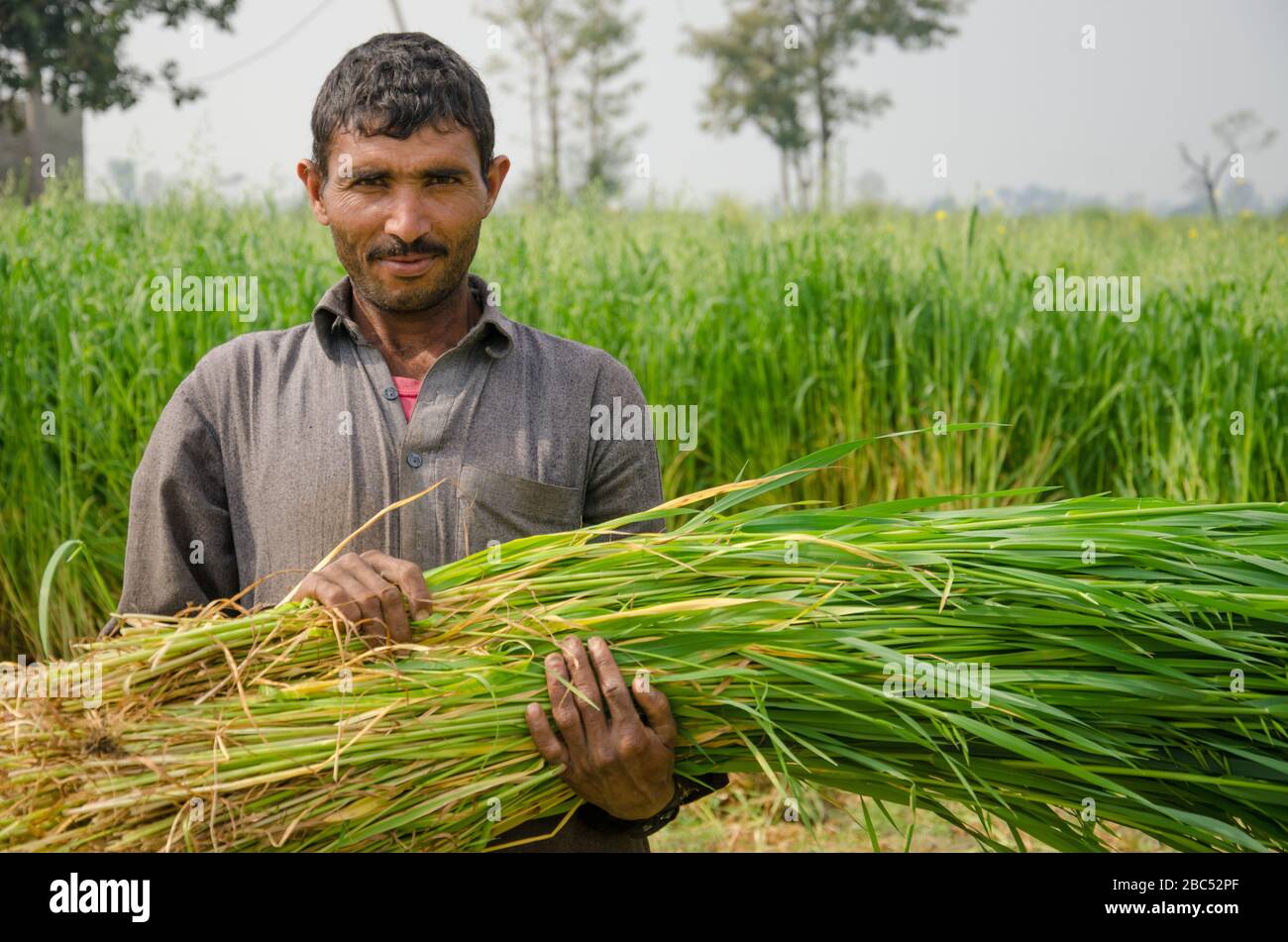 Soilage hi-res stock photography and images - Alamy
