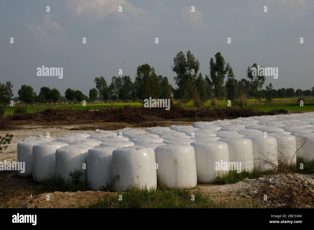 Soilage Bails stored in Kasuri Agricultural Farm in Kasur, Punjab ...