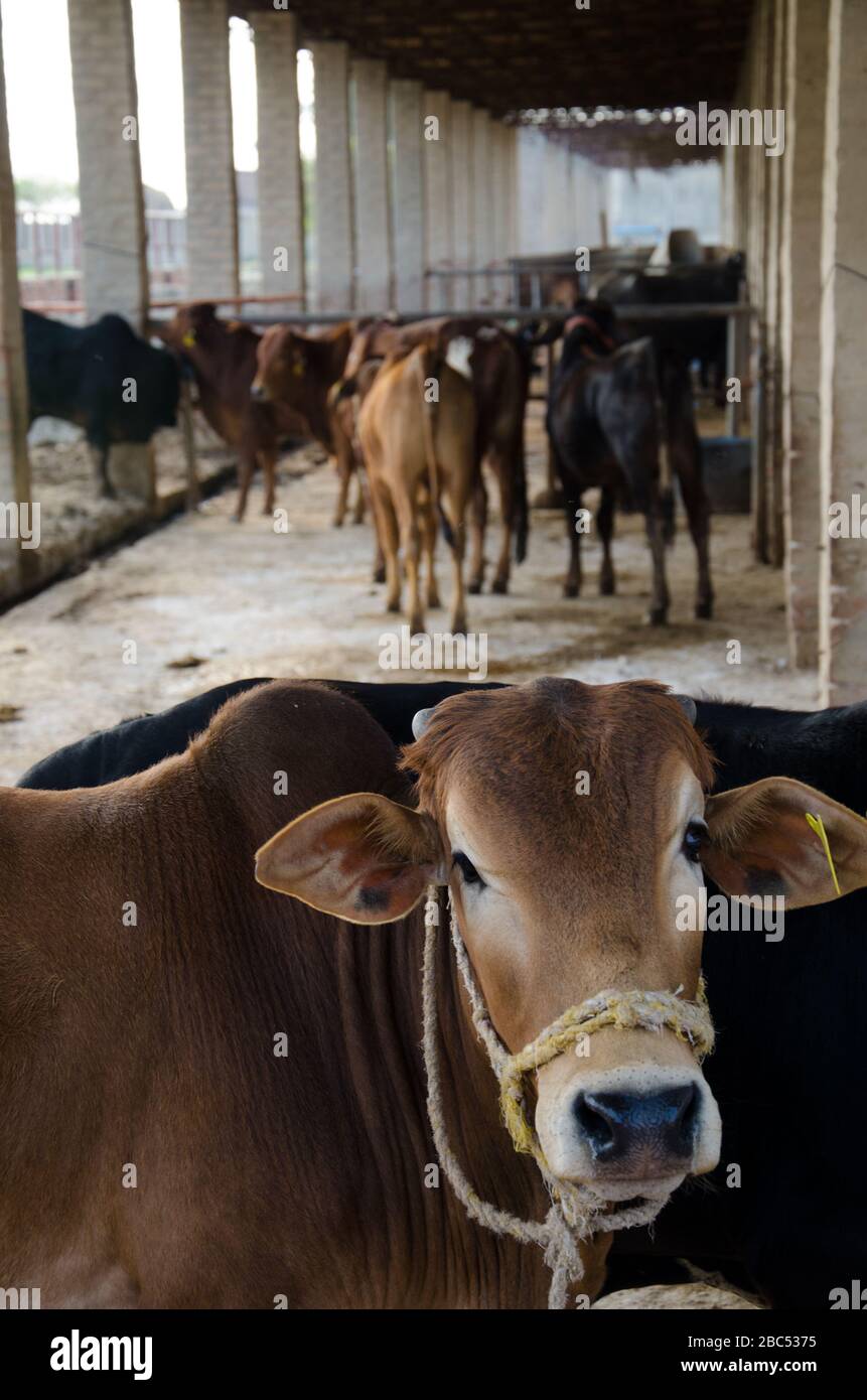 Cows at Kasuri Agri Farms in Kasur, Pakistan Stock Photo - Alamy