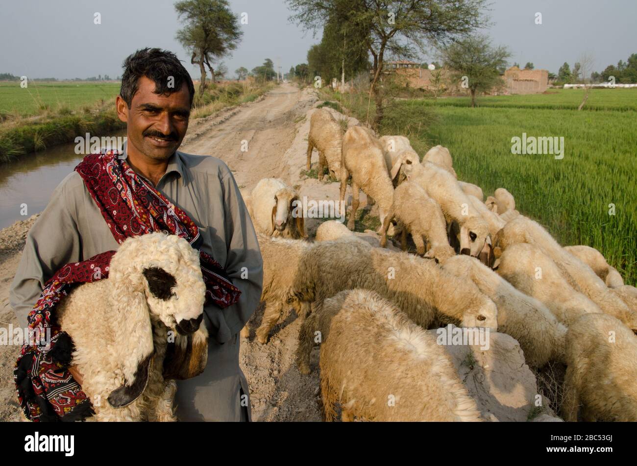 Shepherd Muhammad Usman with his herd in Kasur district, Punjab of ...