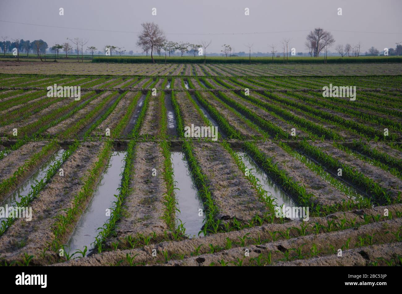 A field irrigated by furrow method in Kasur district of Punjab in ...