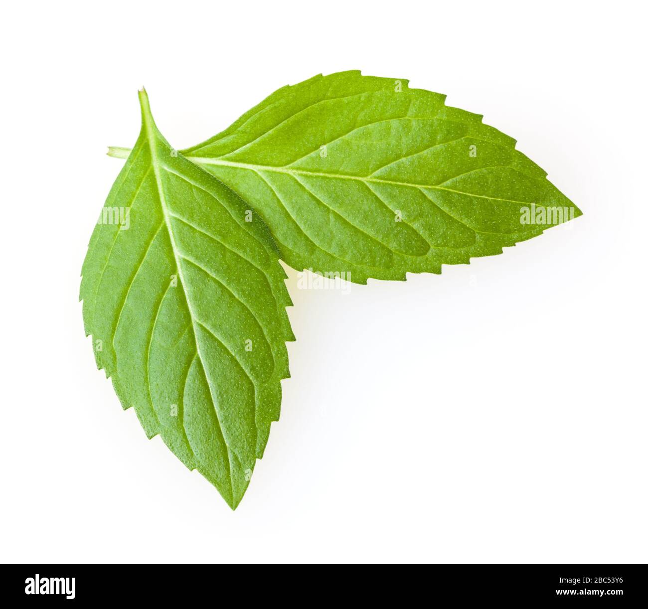 Fresh mint leaves isolated on white background Stock Photo - Alamy