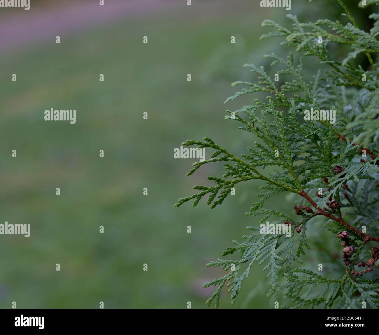 A close-up photo of the Chinese thuja leaves, whose Latin name is thuja ...