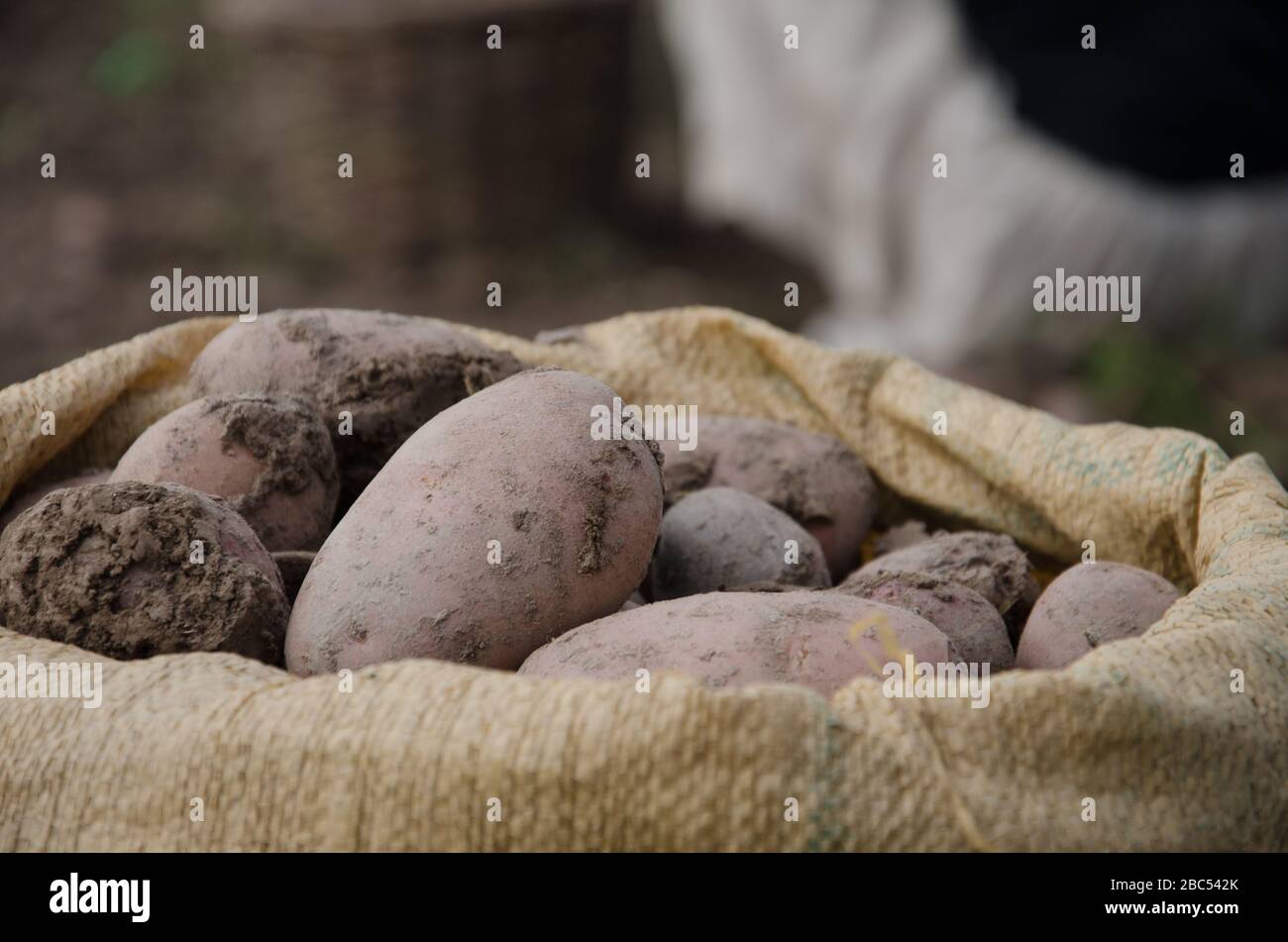 A sack full of handpicked potatoes in district Sharaqpur in Punjab ...