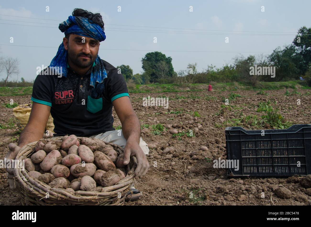 Muhammad Amir, a field worker picking potatoes from a freshly harvested ...