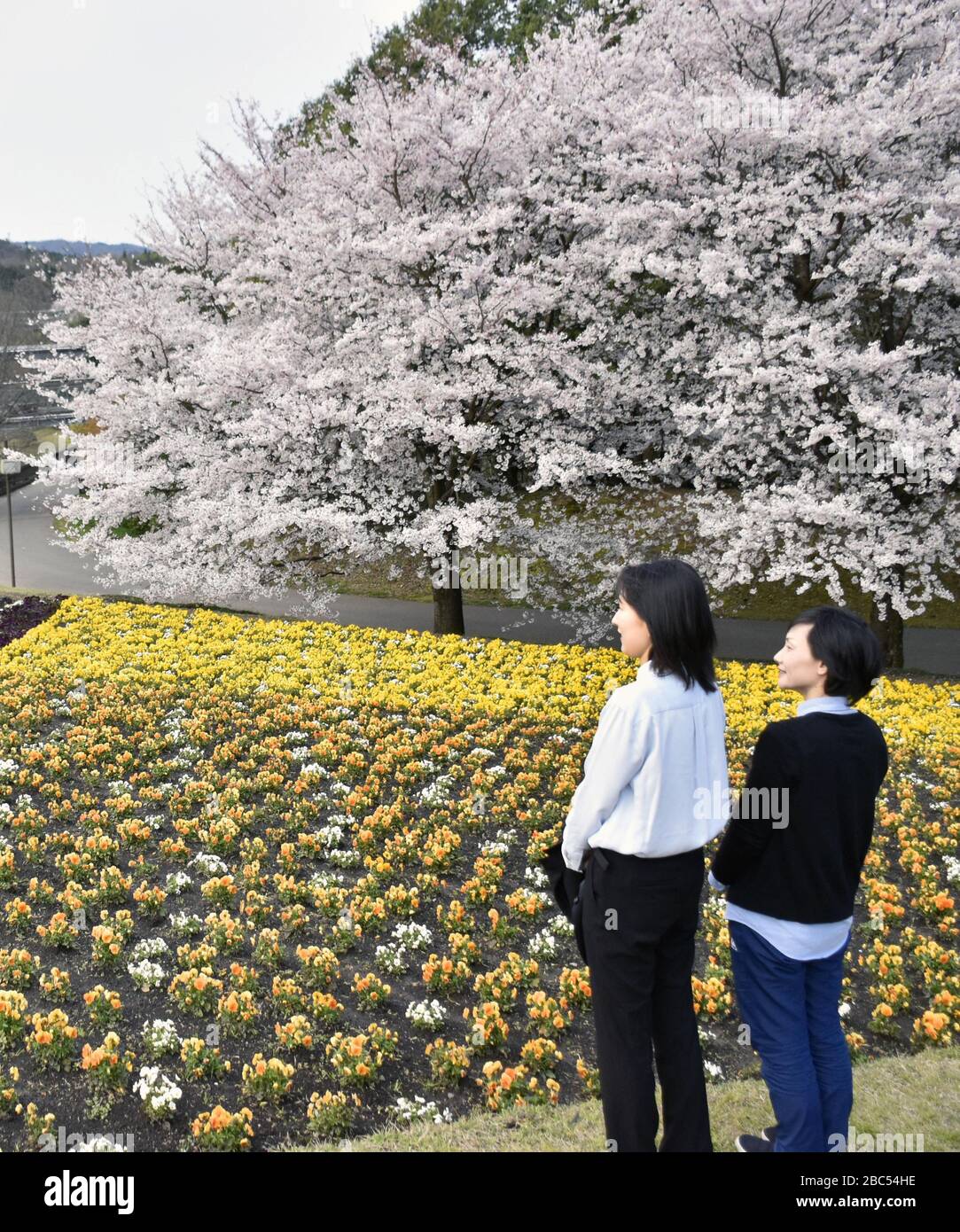 Visitors view pansies and cherry blossoms in full bloom at a flower park in Nambu in Tottori ...