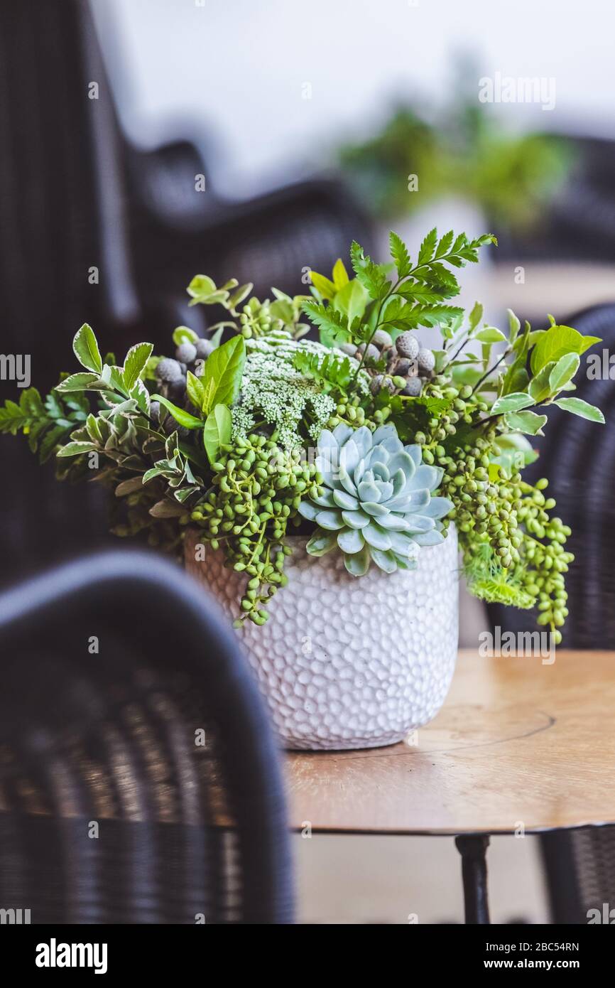 Beauty of succulents hi-res stock photography and images - Alamy