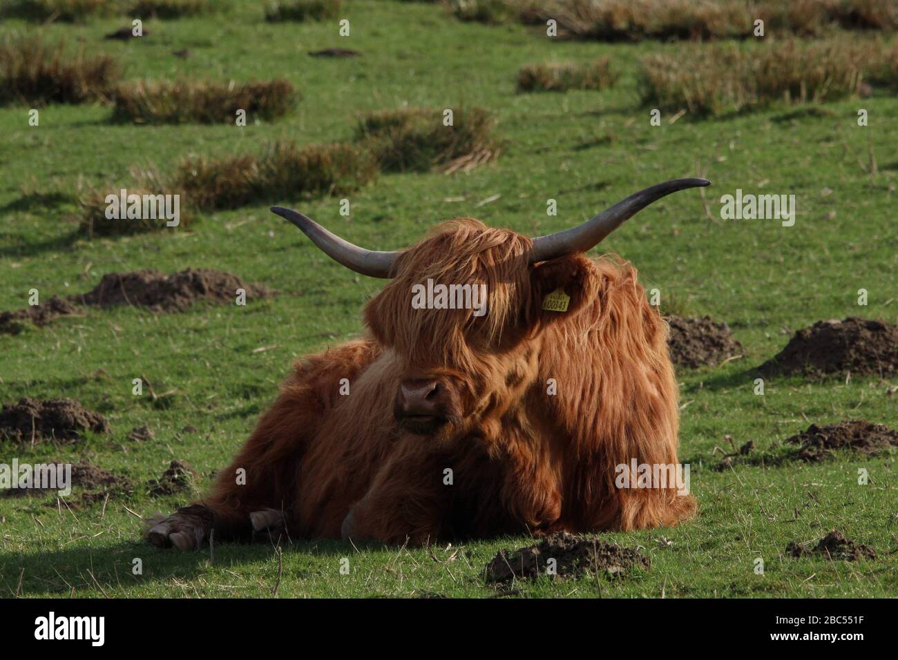 Highland coos hi-res stock photography and images - Alamy
