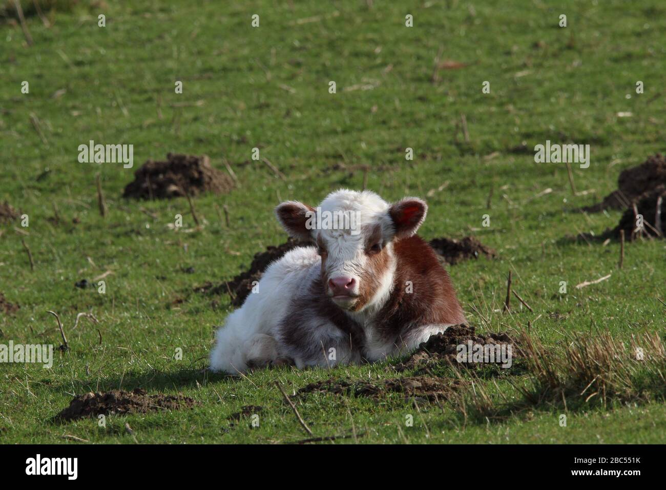Highland coos hi-res stock photography and images - Alamy