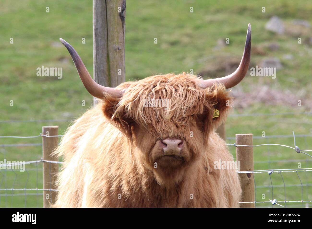 Highland coos hi-res stock photography and images - Alamy