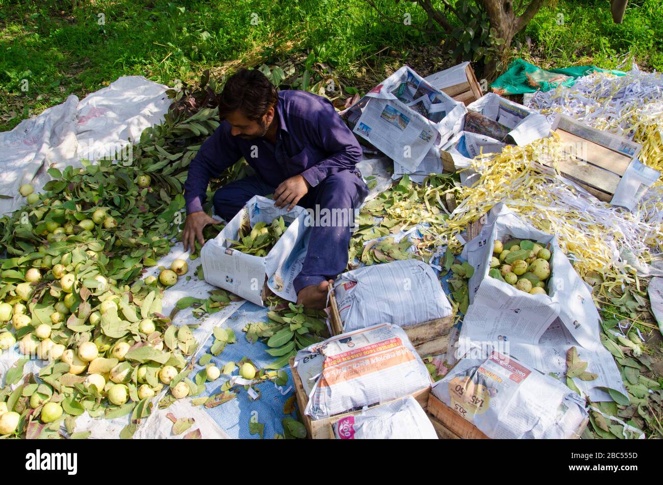 Guava orchard worker Zeeshan sorting and packing Guavas in Sharaqpur ...