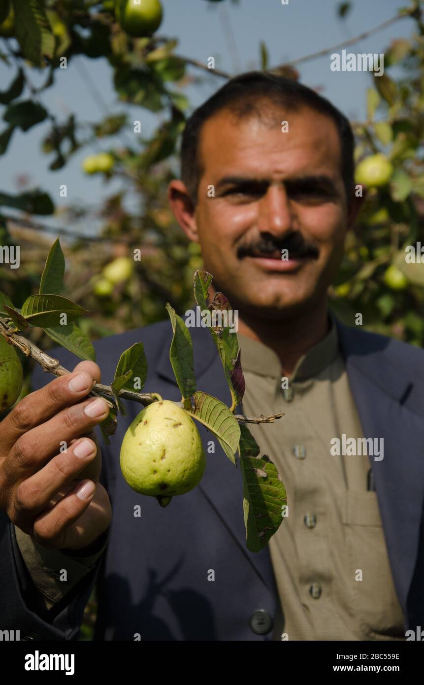Strawberry guava hi-res stock photography and images - Alamy