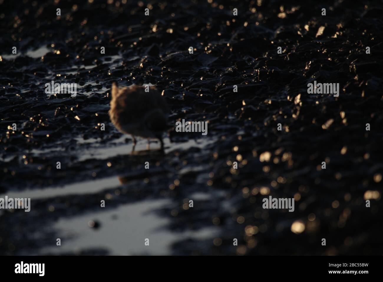 Nahoon Beach Wilds Stock Photo - Alamy