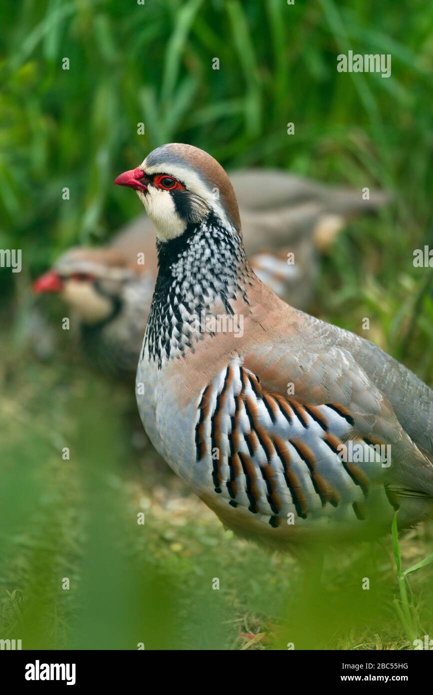Seed eating species hi-res stock photography and images - Alamy