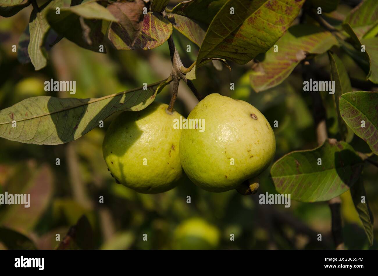 Guava Orchard High Resolution Stock Photography and Images - Alamy