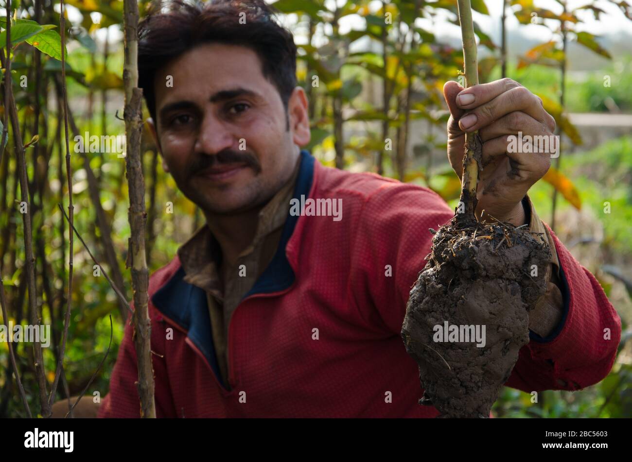 Guava farm hi-res stock photography and images - Alamy