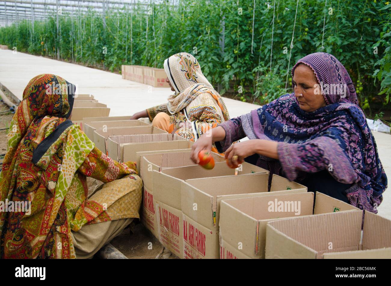 Female workers at MA Agri Farm in Faisalabad sorting & packing tomatoes ...