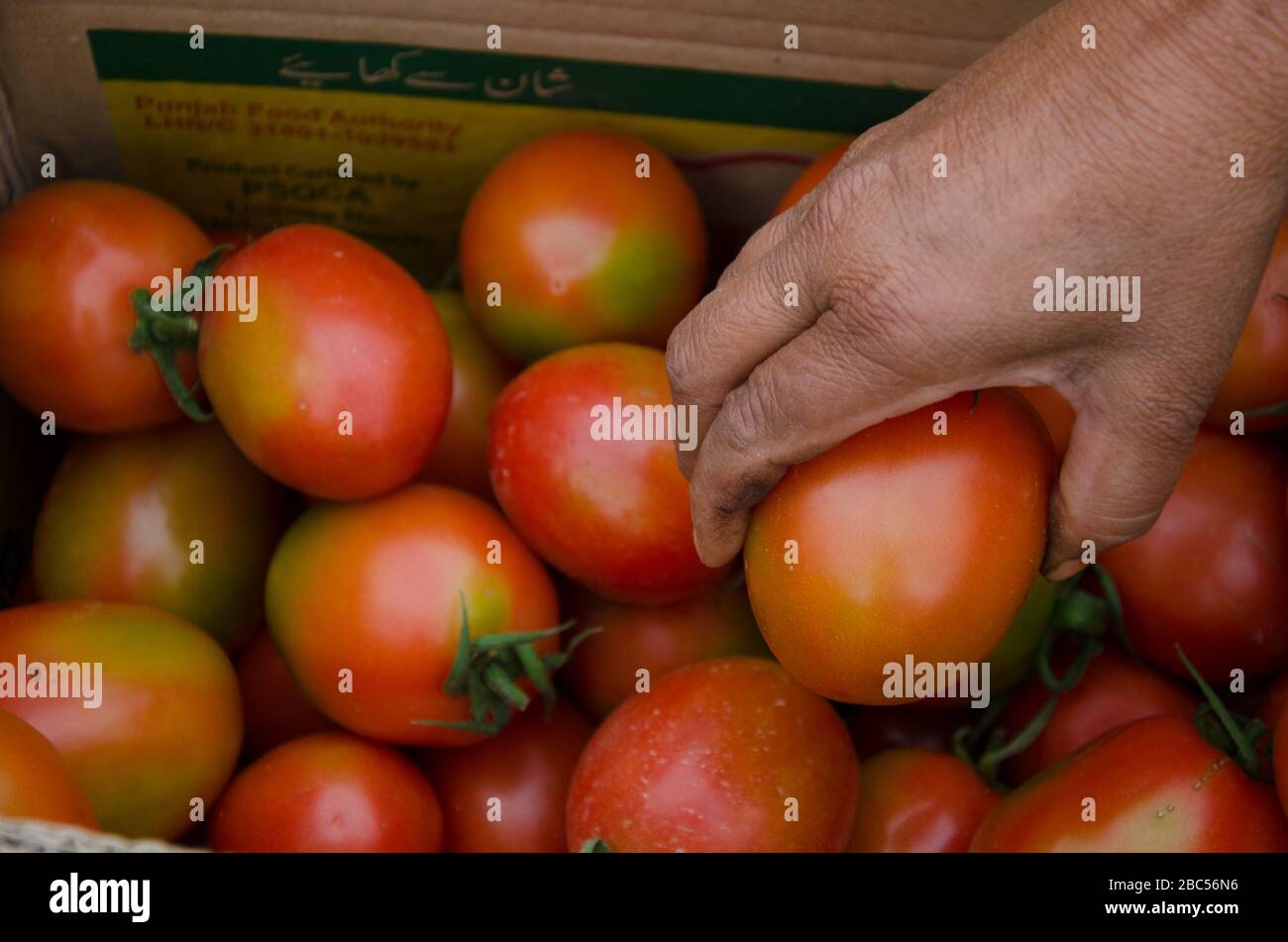 Tomato farming techniques hi-res stock photography and images - Alamy