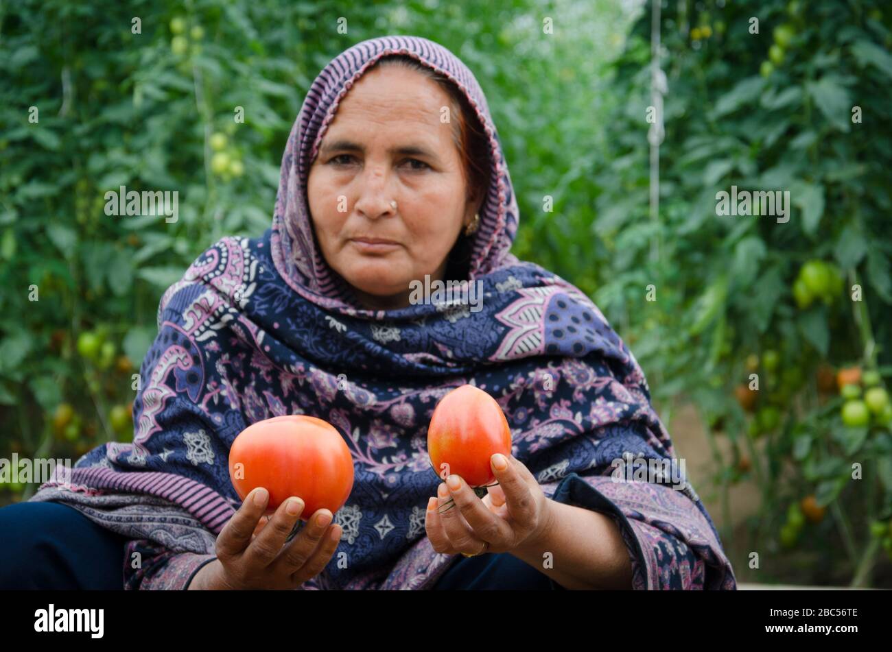 Tomato farming techniques hi-res stock photography and images - Alamy