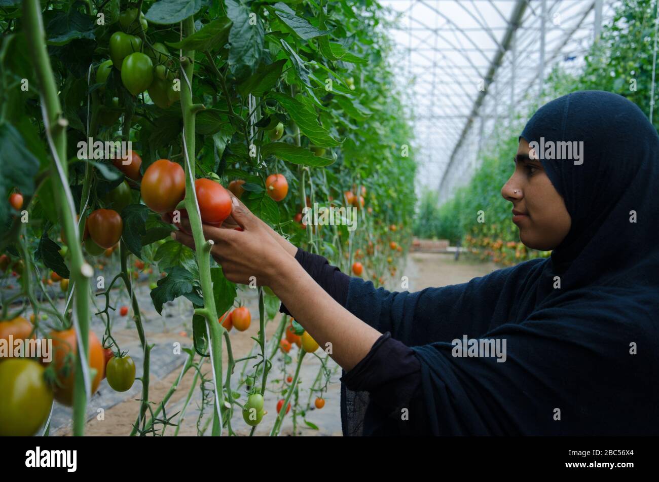 Tomato Picker