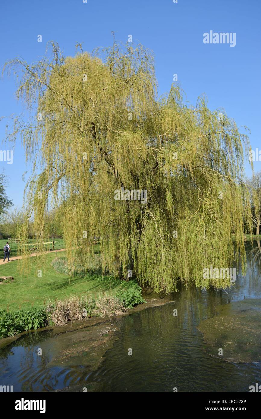 Young weeping willow tree hi-res stock photography and images - Alamy
