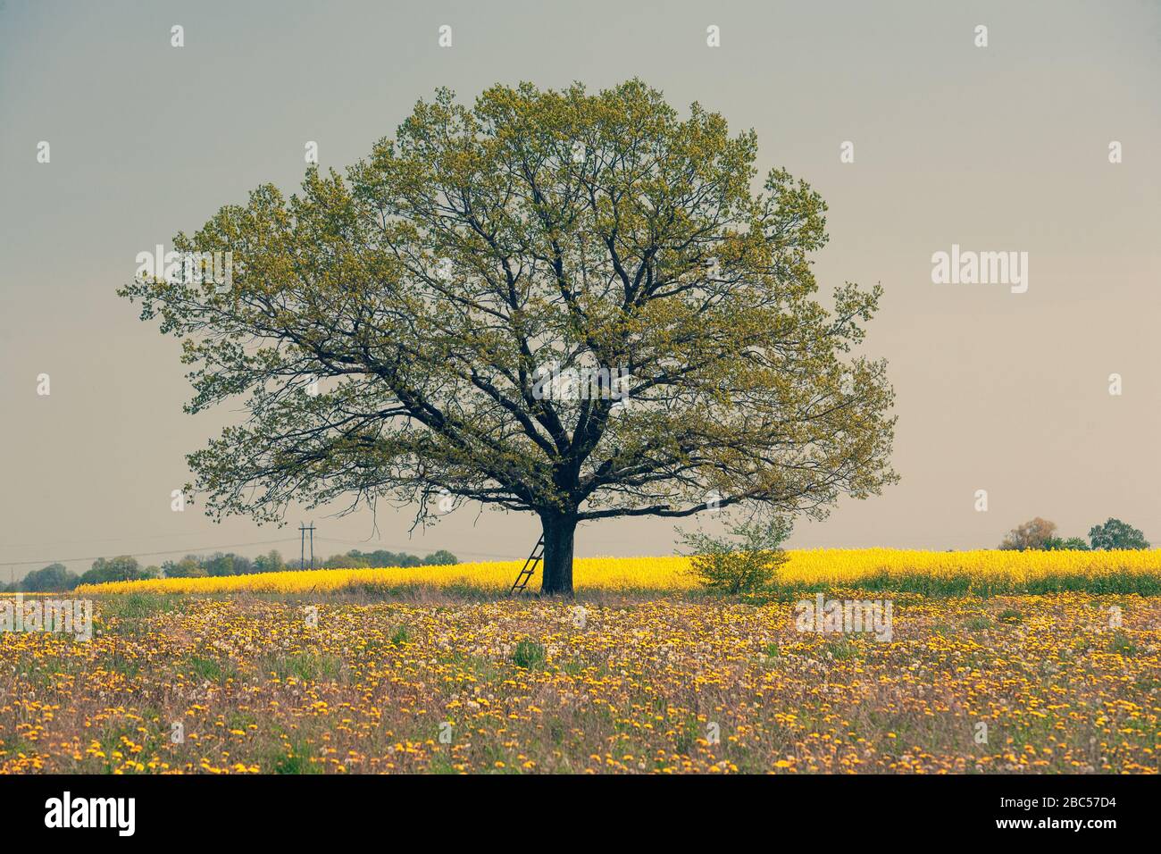 Lonely flowering tree in a meadow hi-res stock photography and images ...