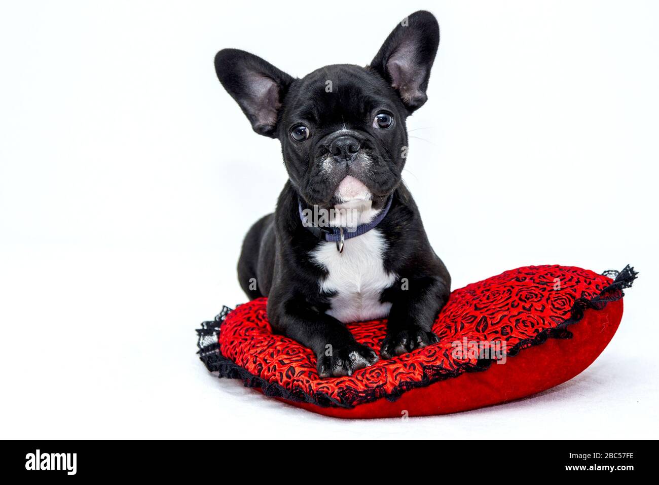 Rescue abandoned dog Cut Out Stock Images & Pictures - Alamy