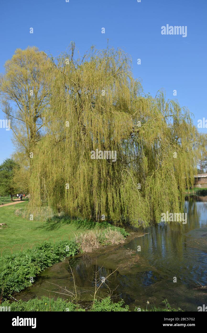 Weeping willow tree and water hi-res stock photography and images - Alamy
