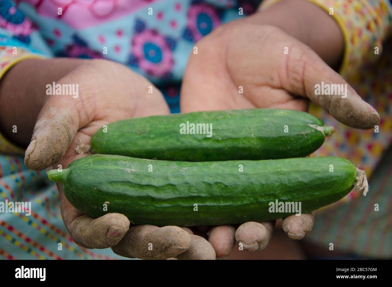 Woman sowing cucumbers hi-res stock photography and images - Alamy