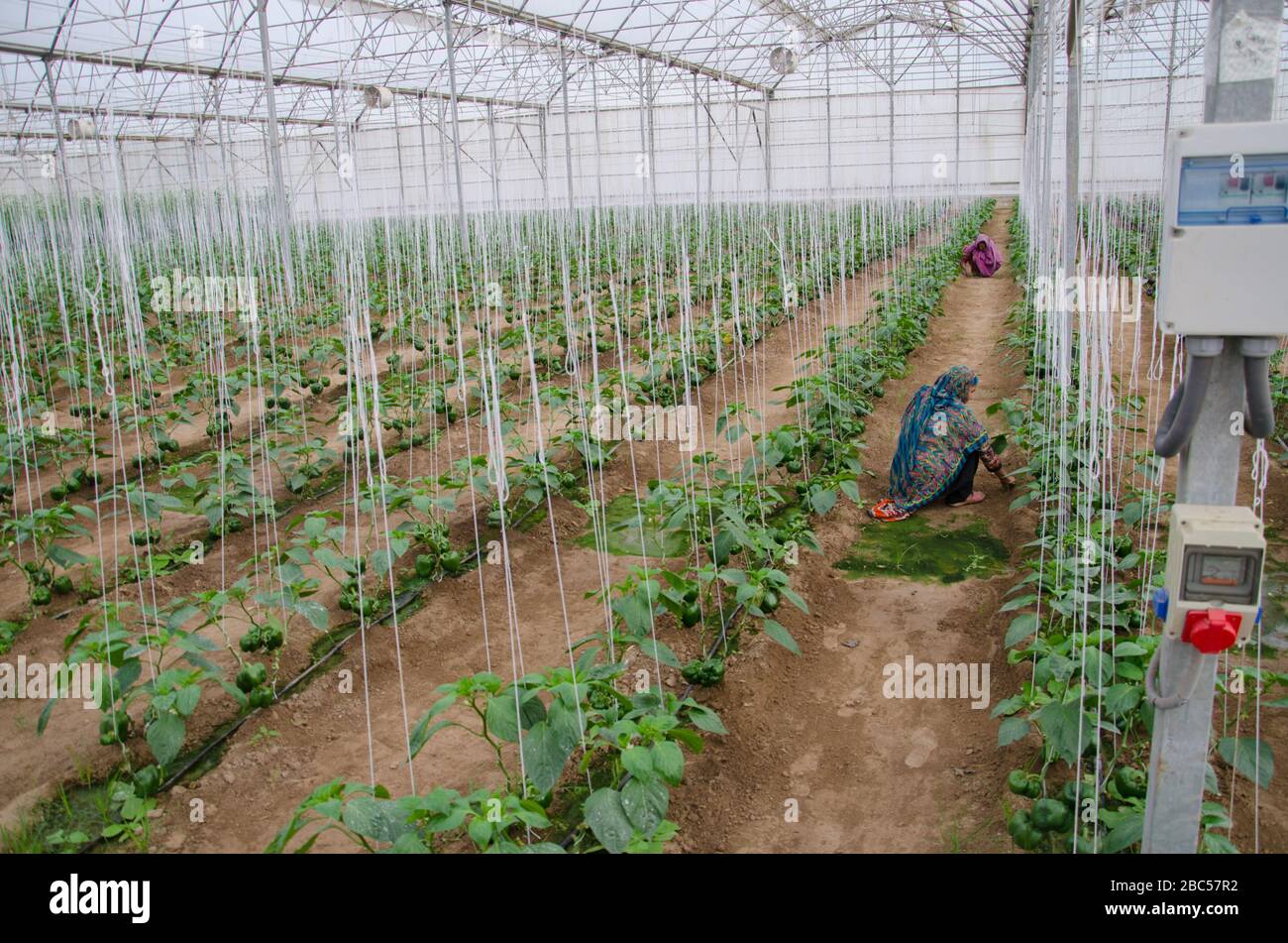 Female workers in Capsicum fields in MA Agri Farm in Faisalabad ...